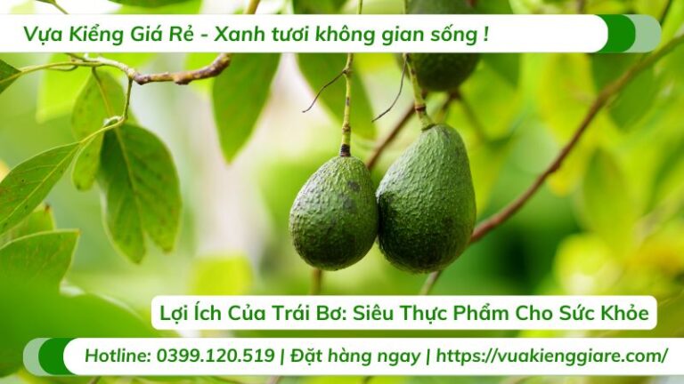 Lợi Ích Của Trái Bơ: Siêu Thực Phẩm Cho Sức Khỏe | Vựa Kiểng Giá Rẻ