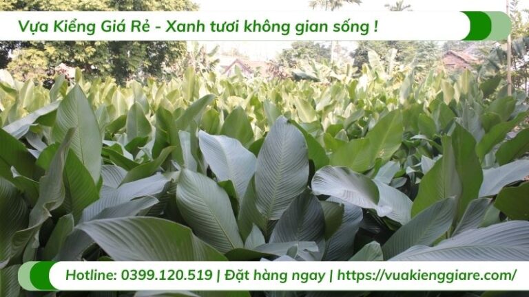 Công Dụng Cây Dong Lá Xanh – Lợi Ích Bất Ngờ Cho Cuộc Sống | Vựa Kiểng Giá Rẻ